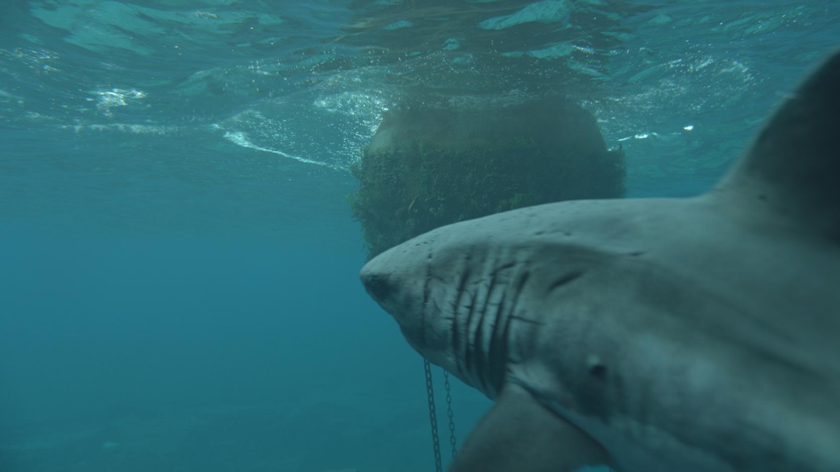 The Shallows